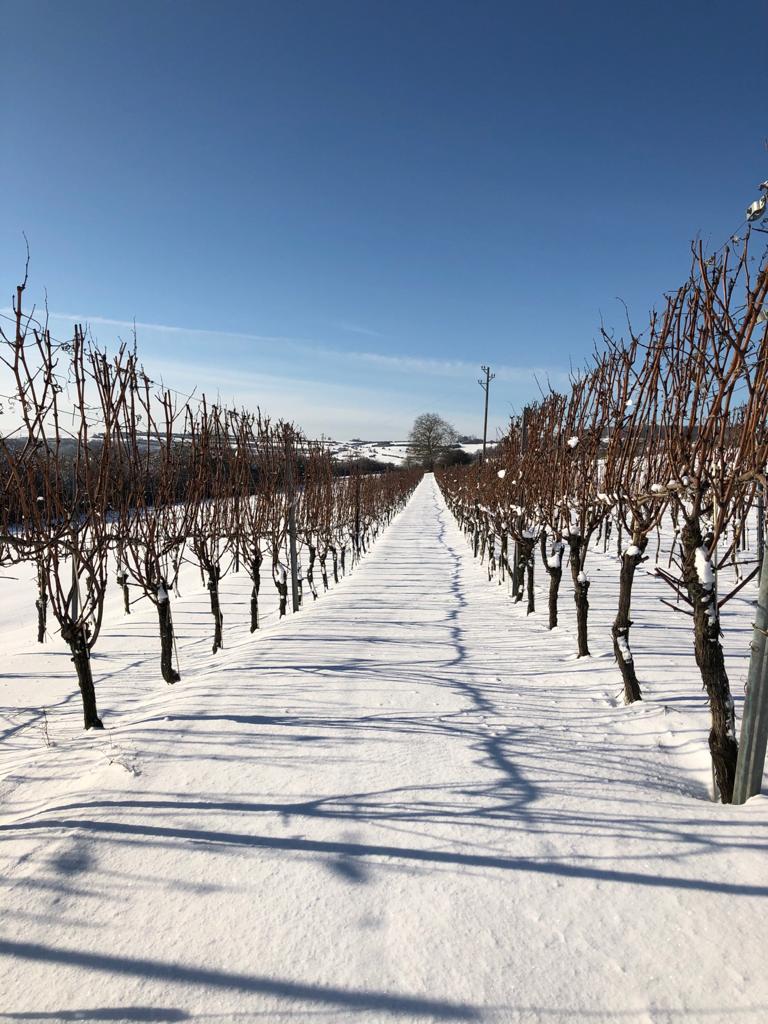 Weinbauteam Reinheim - Die Geschichte